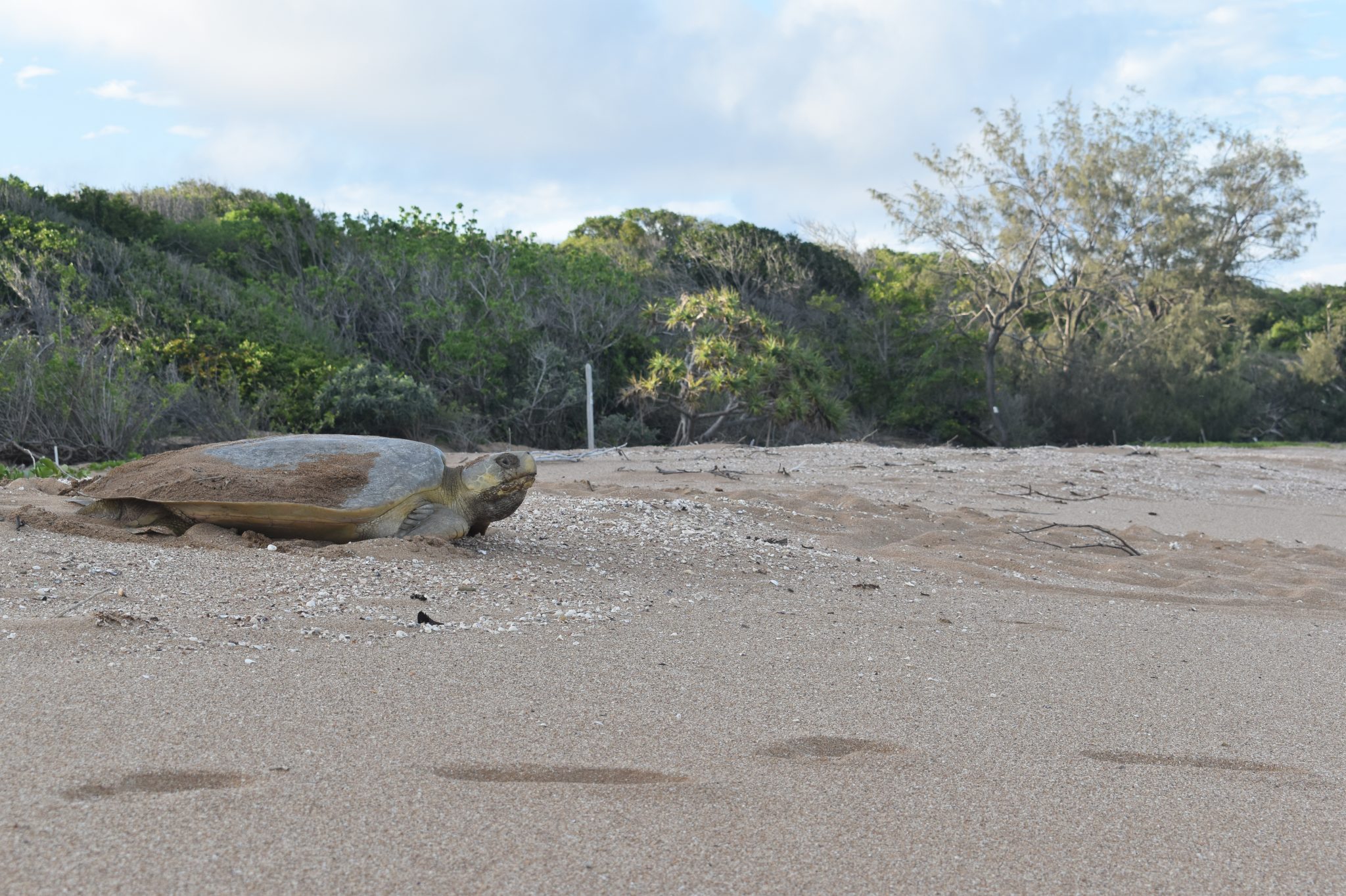 Avoid Island Nature Refuge - Queensland Trust For Nature