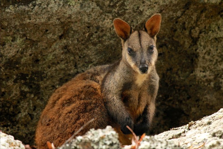 10 threatened species Queensland Trust for Nature is protecting ...