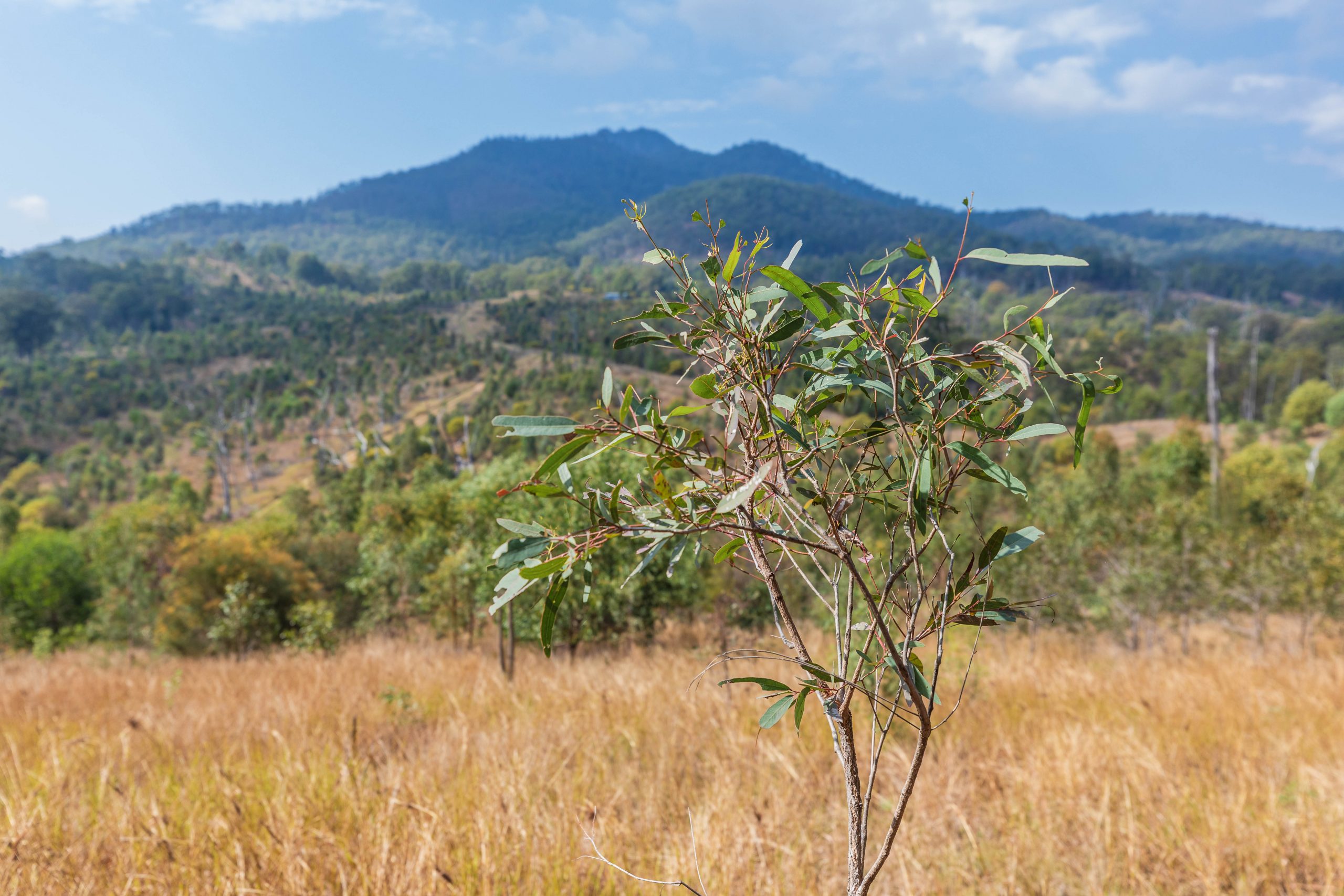 Revegetating Koala Habitat in Peak Crossing - Queensland Trust For Nature