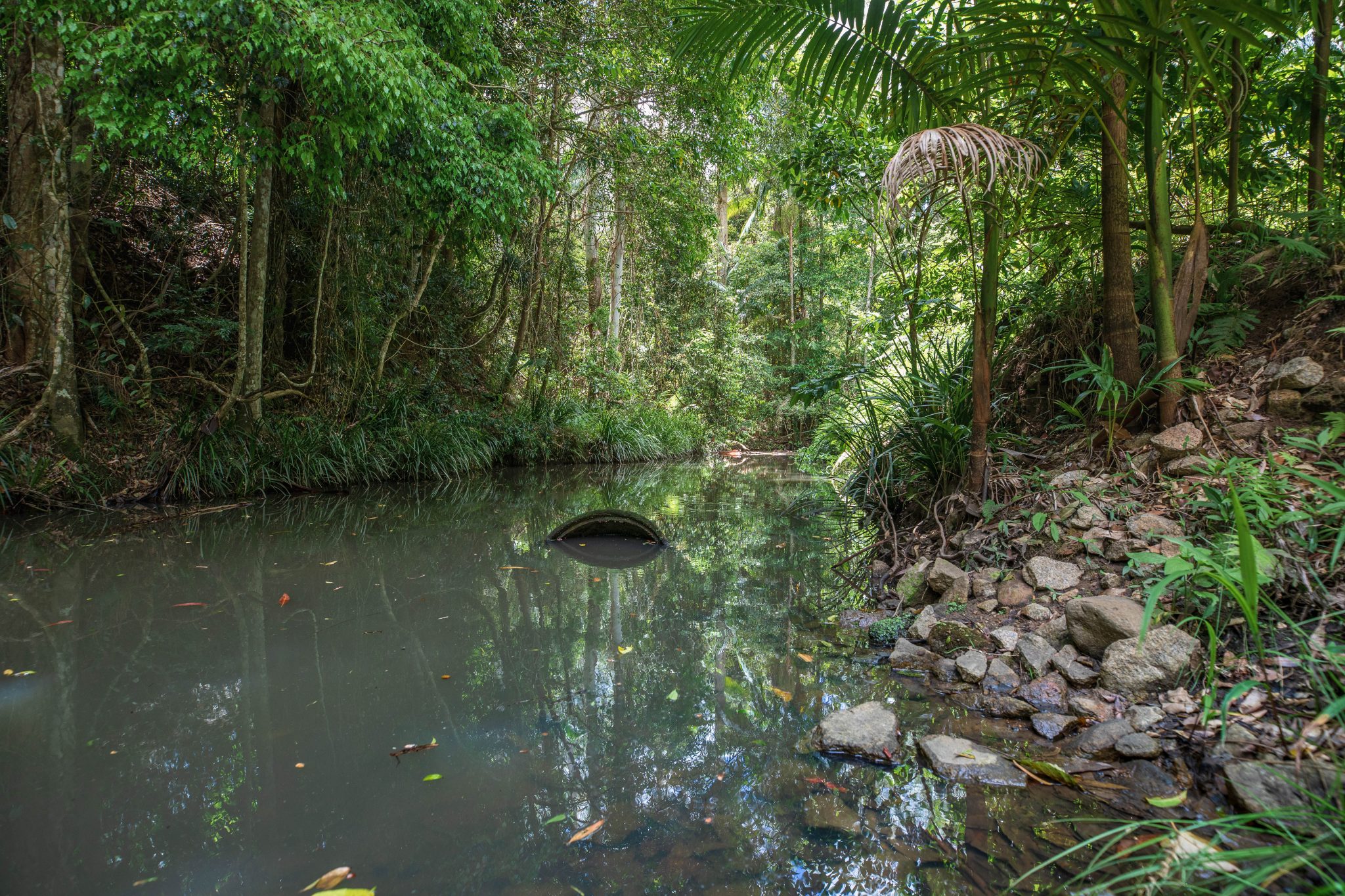 Announcing Mount Mellum as the 2022 C4RE Nature Refuge - Queensland ...