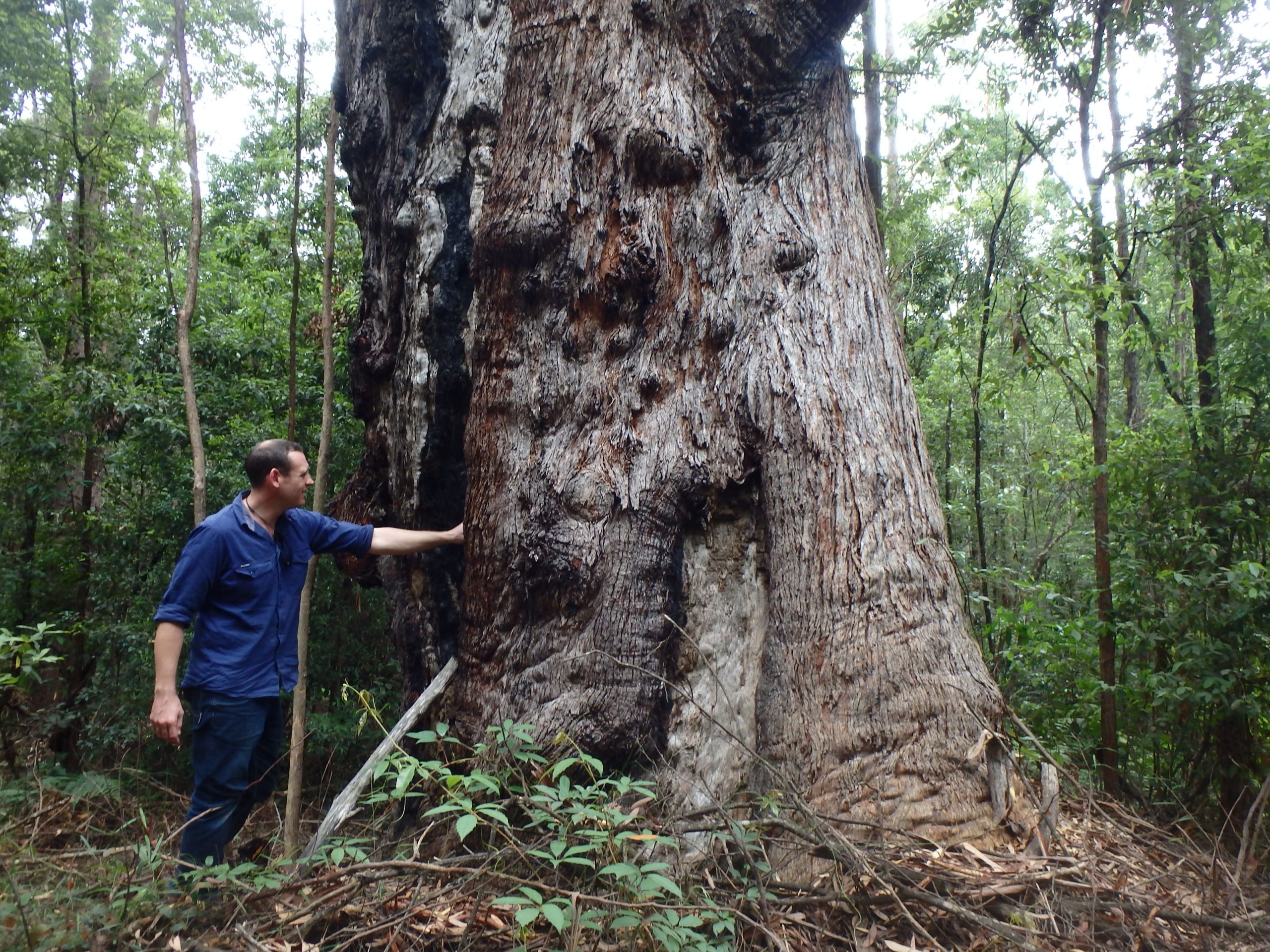 Announcing Mount Mellum as the 2022 C4RE Nature Refuge - Queensland ...
