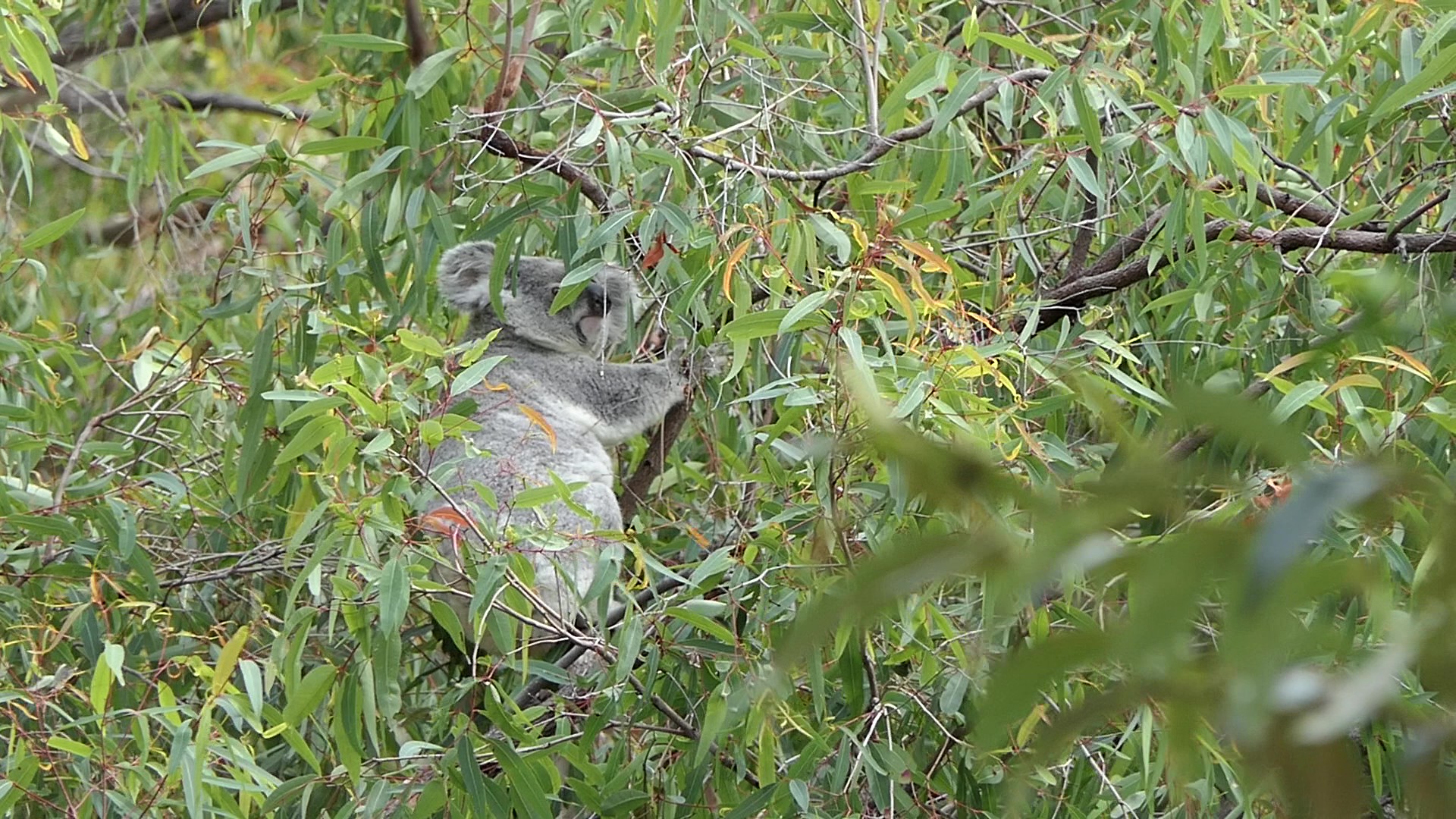 Meet Boo the koala and her joey at Aroona - Queensland Trust For Nature